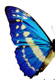 MORPHO cypris cypris M