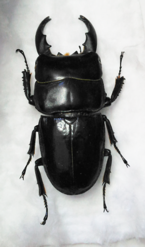 DORCUS eurycephalus M 60 à 64mm