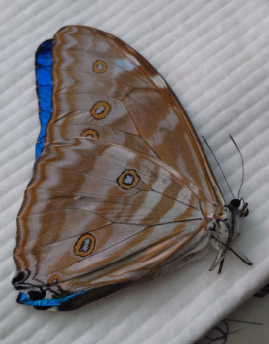MORPHO marcus M